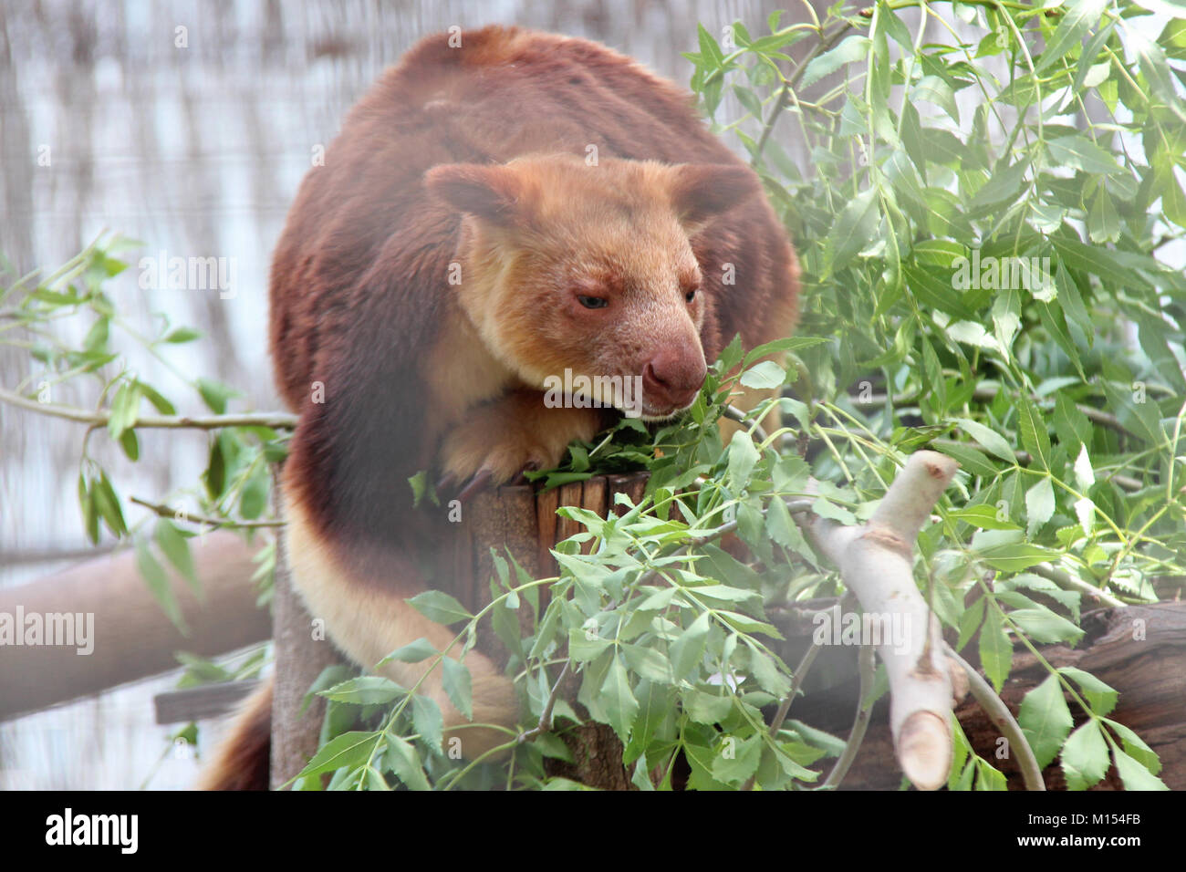 A tree-kangaroo in a zoo in Adelaide (Australia Stock Photo - Alamy