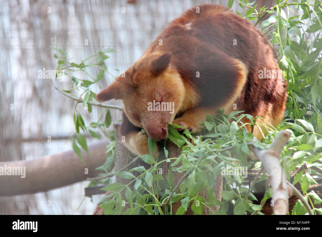 A tree-kangaroo in a zoo in Adelaide (Australia Stock Photo - Alamy