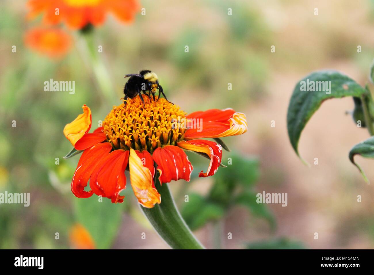 bee pollination on orange daisy in garden Stock Photo - Alamy