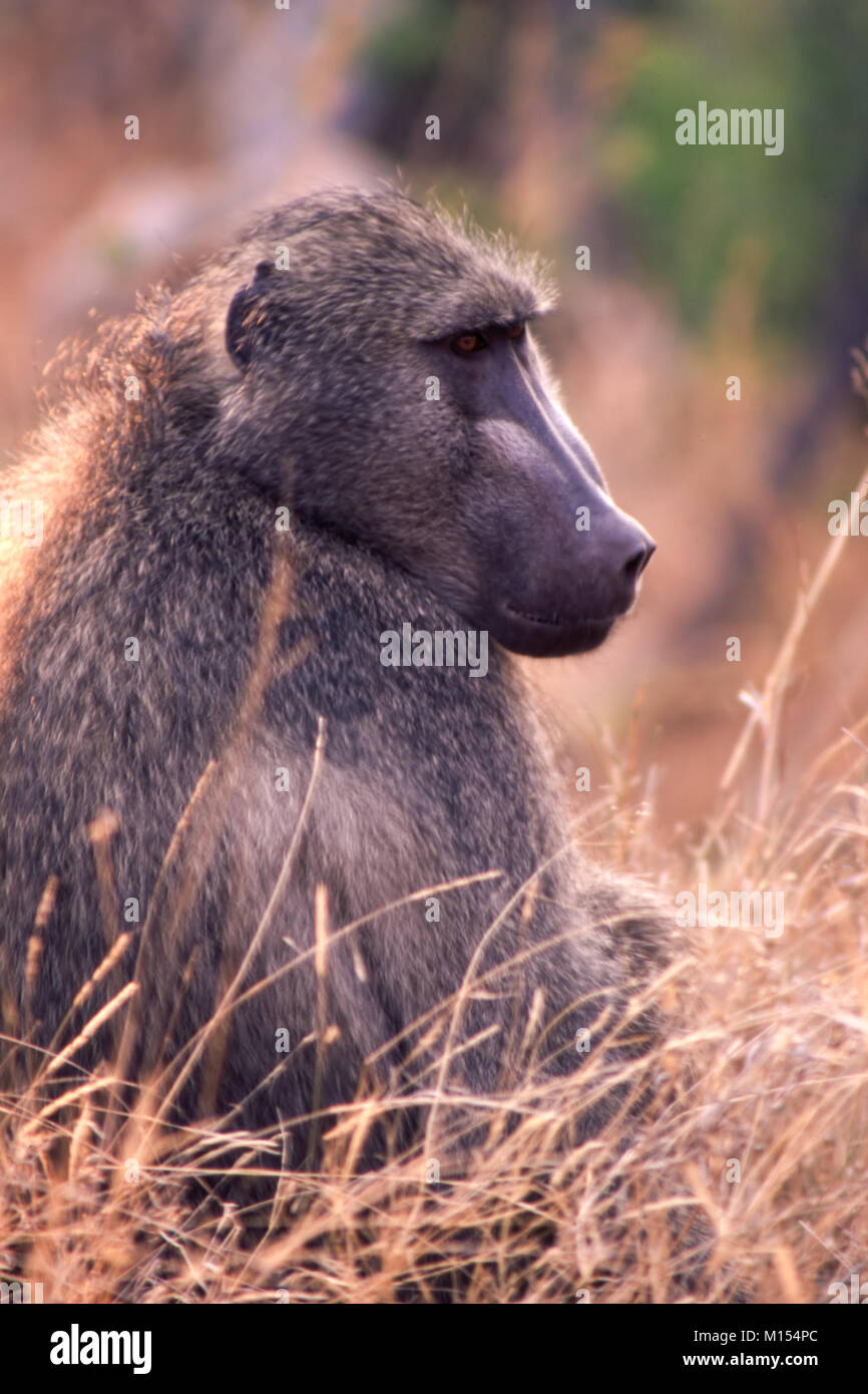 Baboon (Papio cynocephalus ursinus) - Kruger National Park - South ...