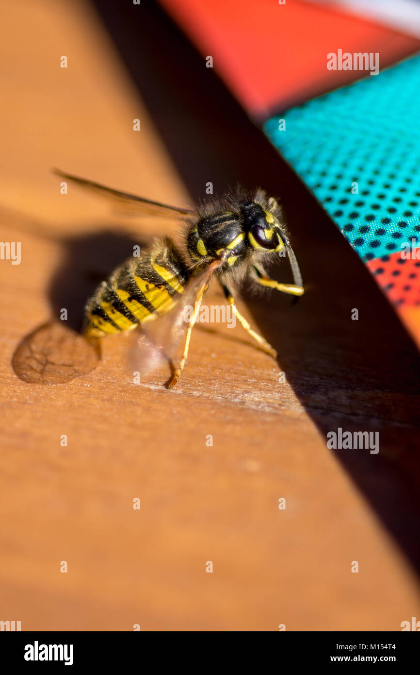 Closeup close up macro wasp hi-res stock photography and images - Alamy