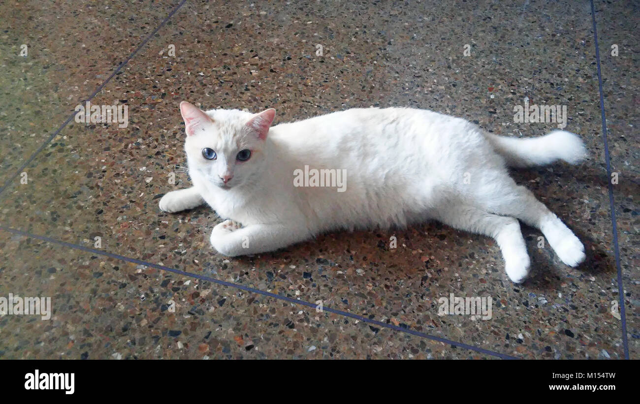 White Cat laying on the floor. Cats Stock Photo - Alamy