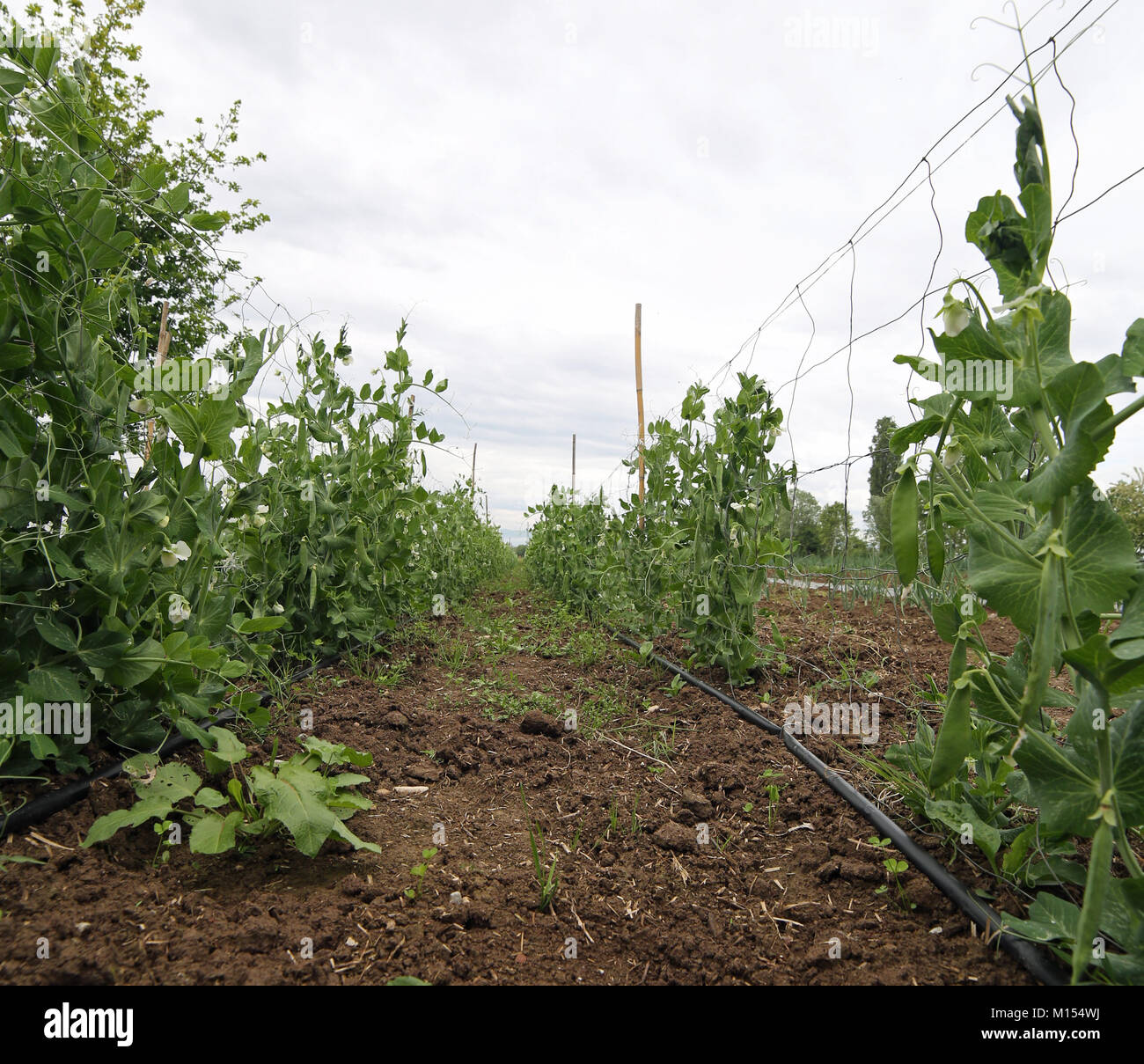 cultivation of many peas plants on the farm using organic fertilizers ...