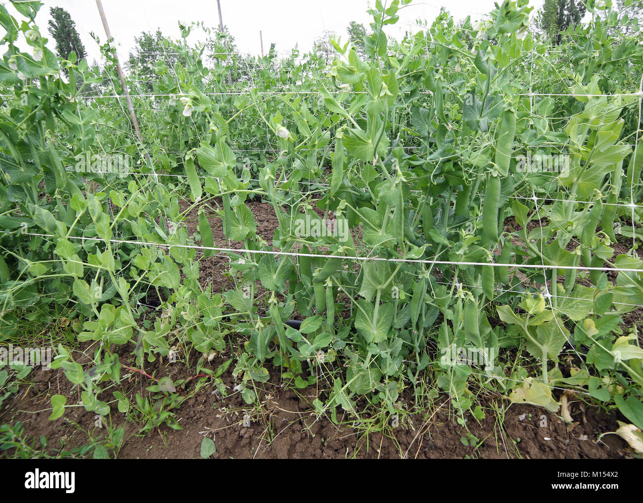 cultivation of many peas plants on the farm using organic fertilizers ...