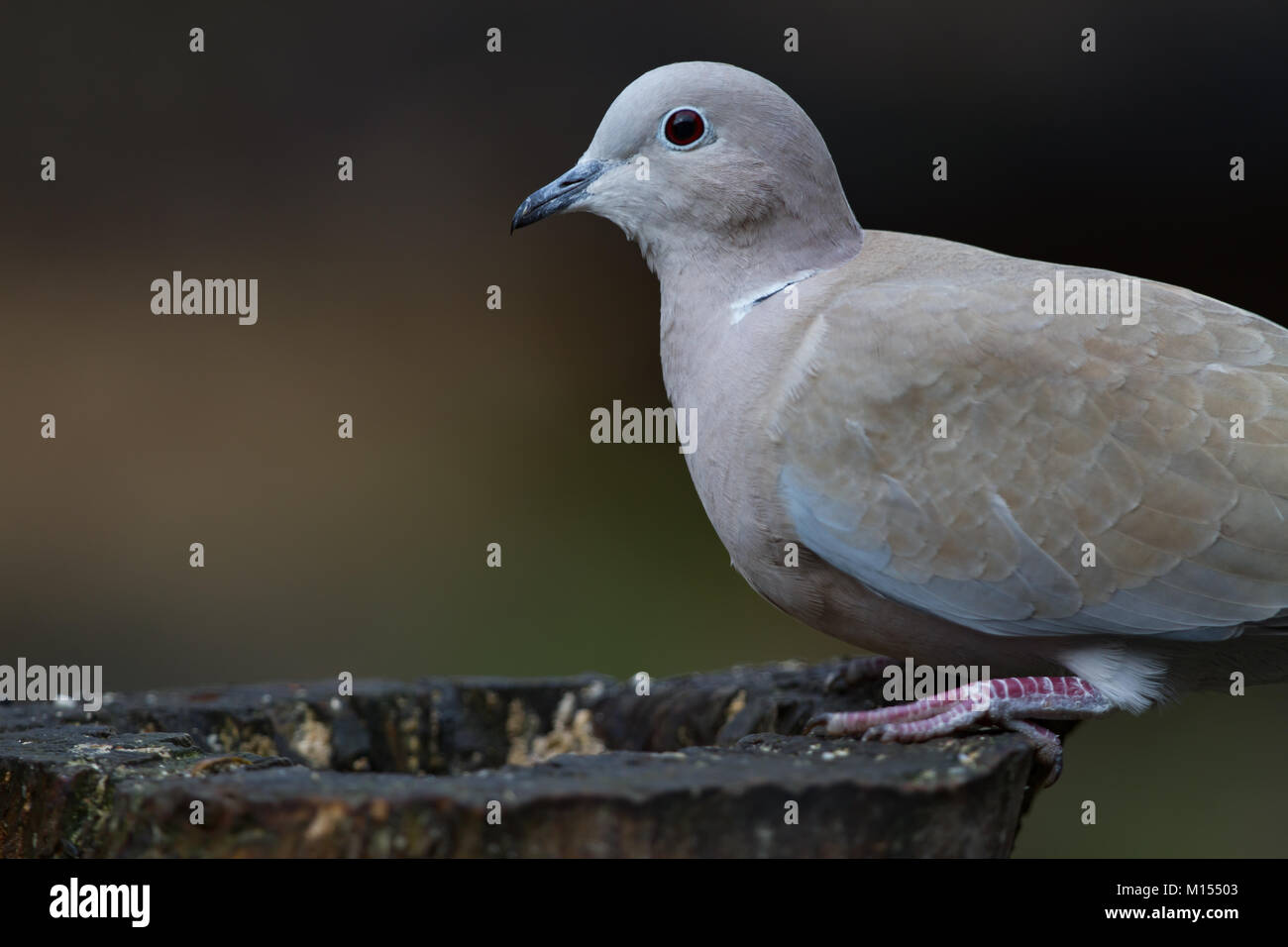 Collared Dove. Streptopelia decaocto Stock Photo - Alamy