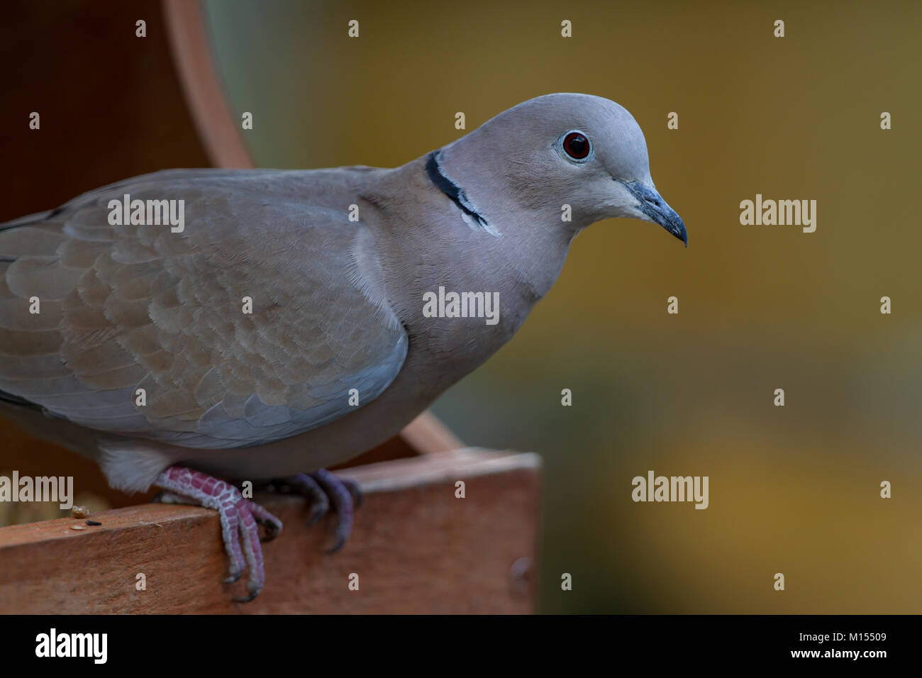 Collared Dove. Streptopelia decaocto Stock Photo - Alamy