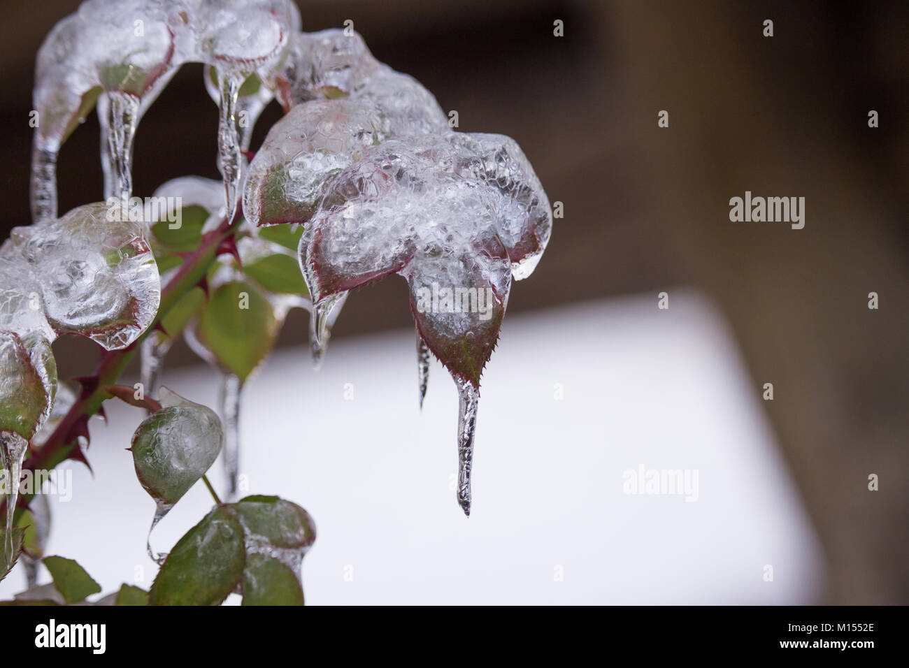 Frozen Tree,Leaves and Flowers on Ice Storm Stock Photo - Alamy