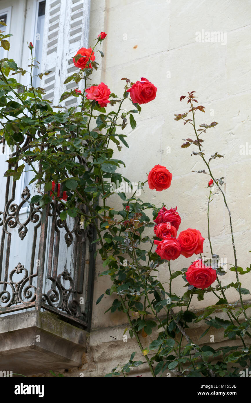 The romantic window with red roses Stock Photo - Alamy