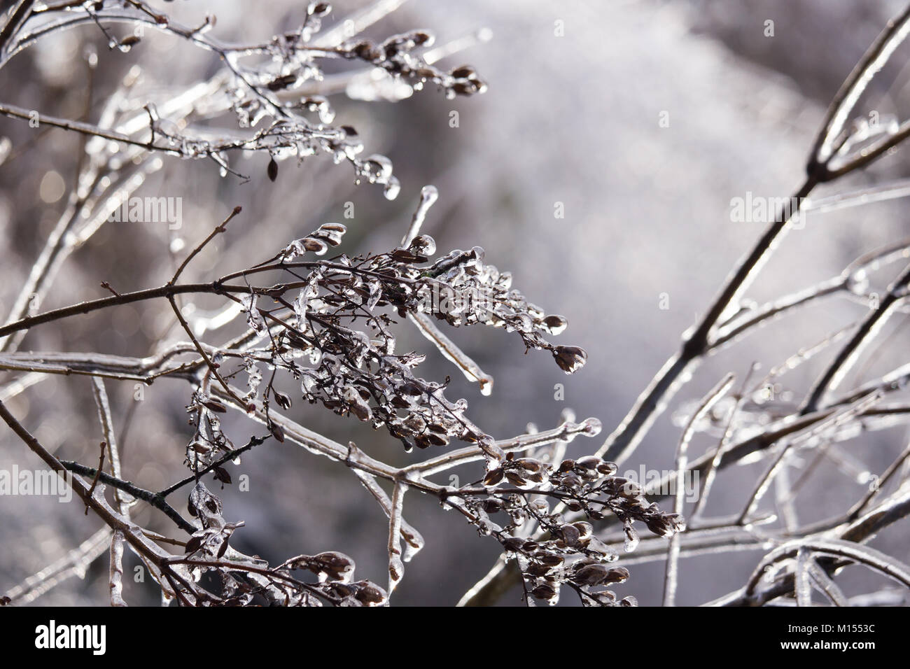 Frozen Tree,Leaves and Flowers on Ice Storm Stock Photo - Alamy