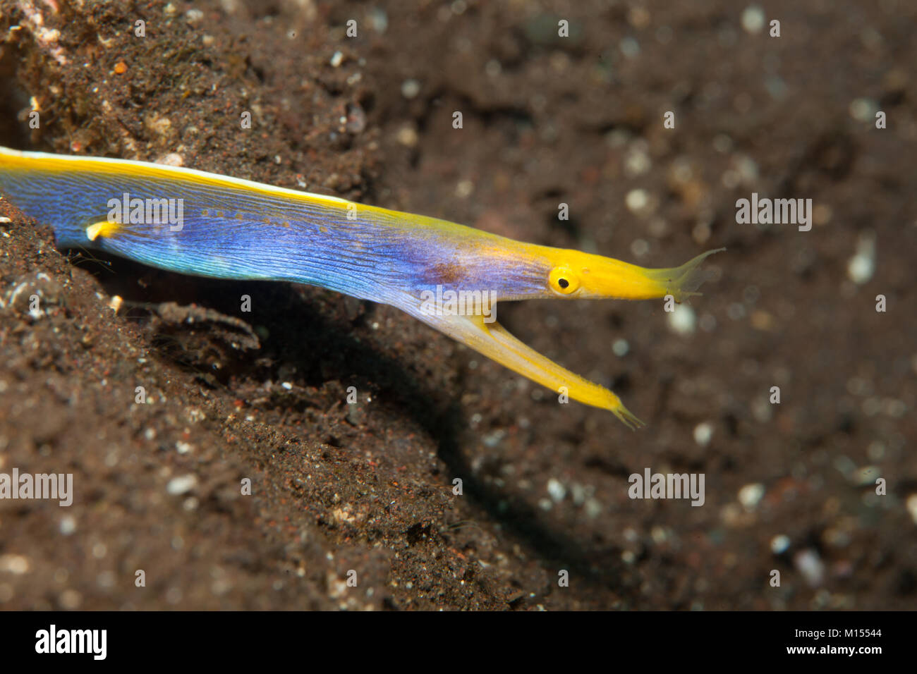 Blue and yellow ribbon eel Stock Photo - Alamy