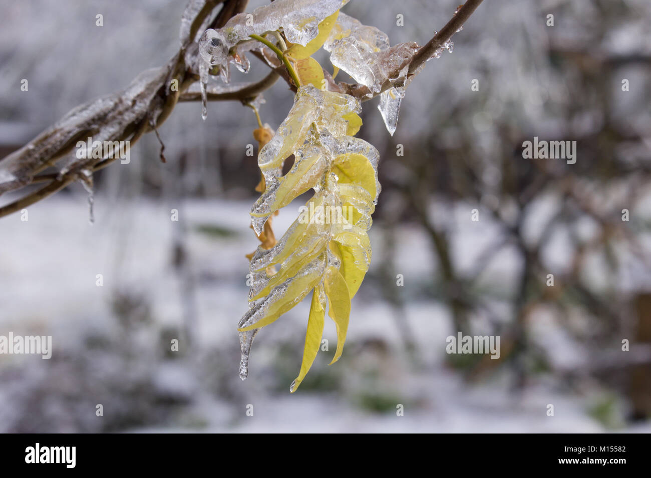 Frozen Tree,Leaves and Flowers on Ice Storm Stock Photo - Alamy