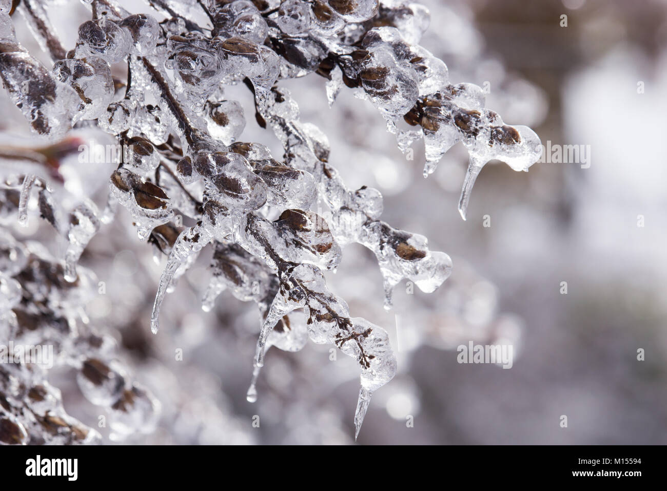 Frozen Tree,Leaves and Flowers on Ice Storm Stock Photo - Alamy