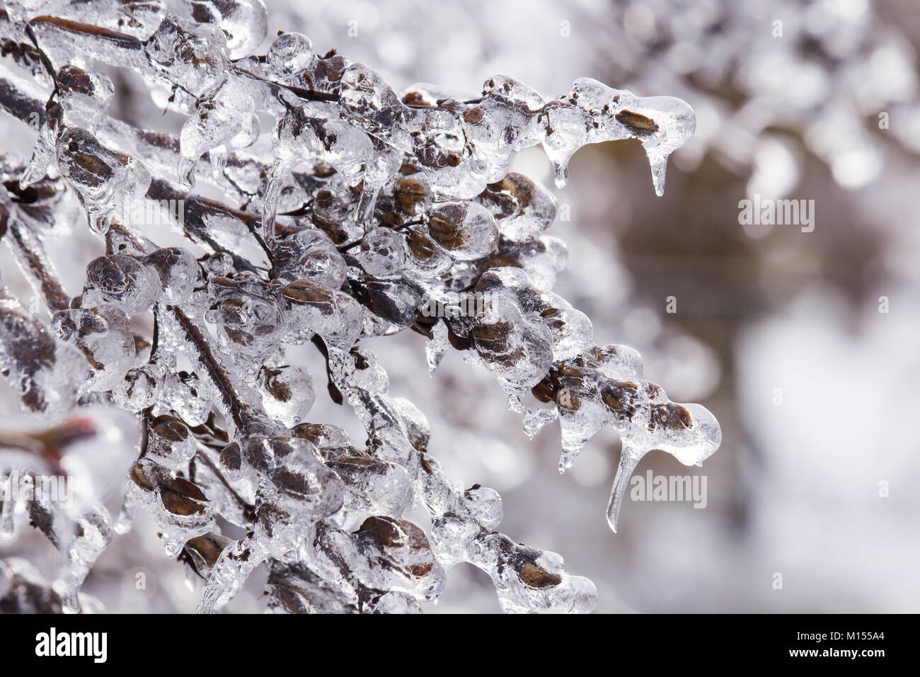 Frozen Tree,Leaves and Flowers on Ice Storm Stock Photo - Alamy