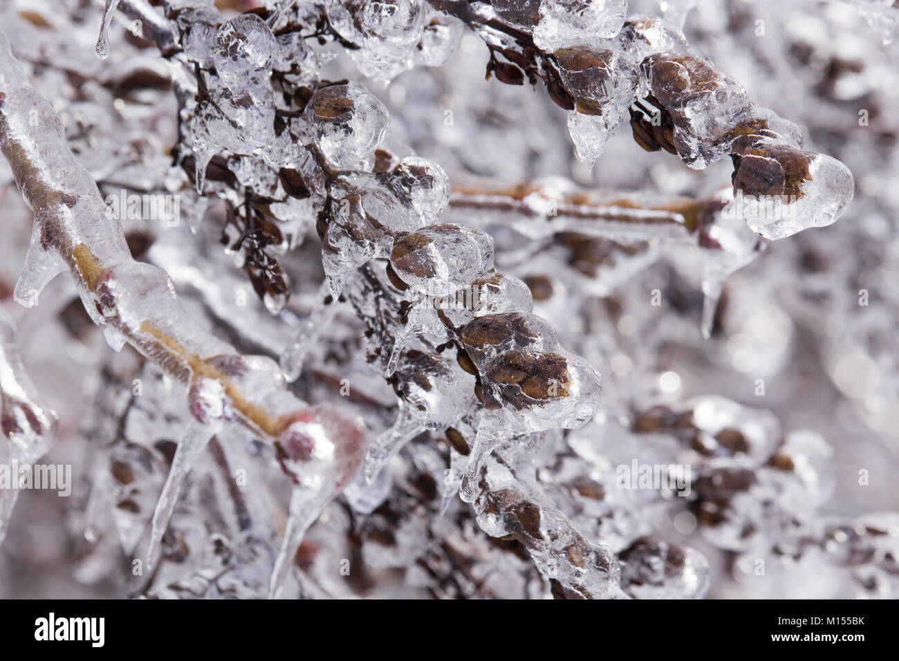 Frozen Tree,Leaves and Flowers on Ice Storm Stock Photo - Alamy