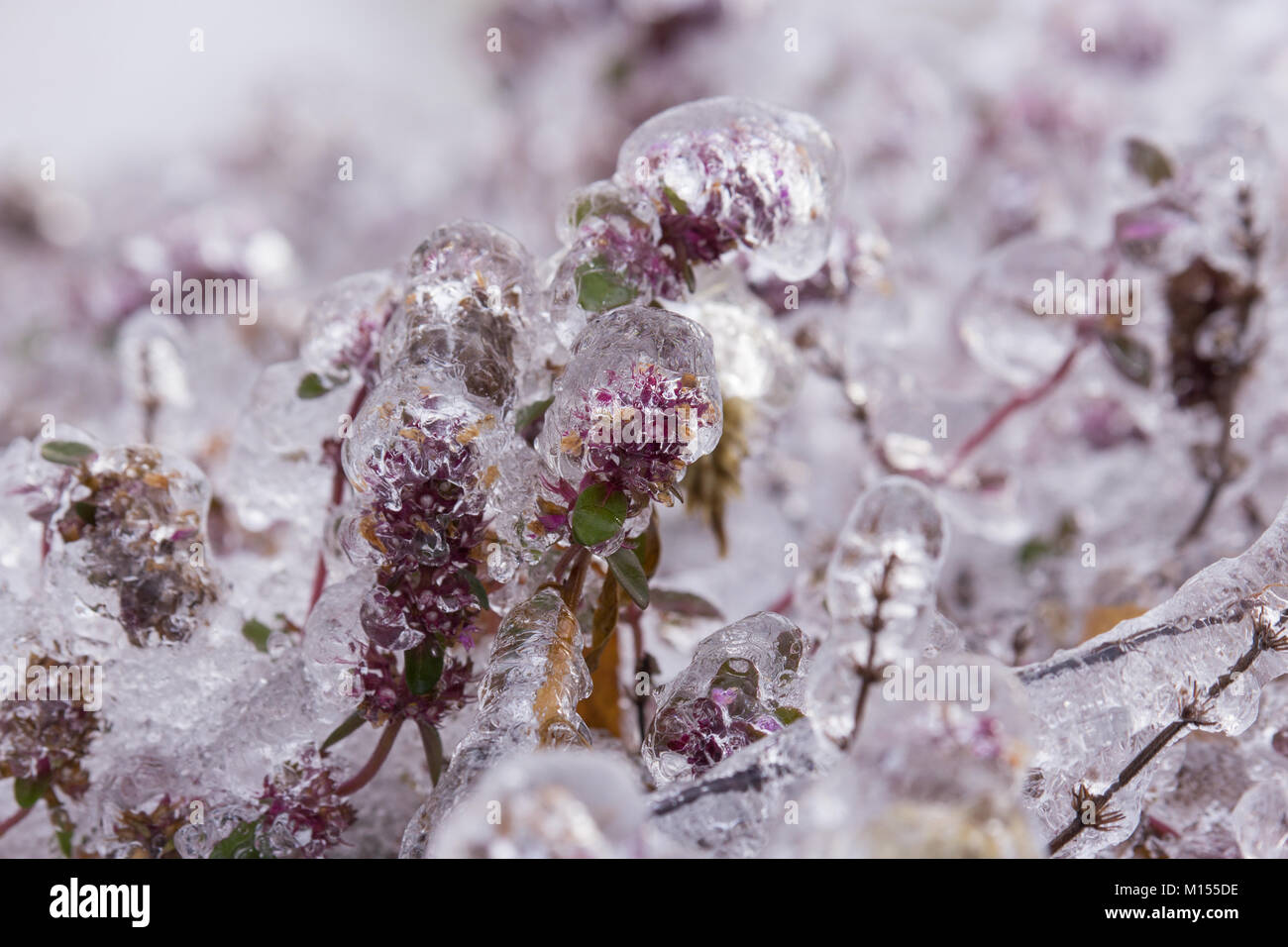 Frozen Tree,Leaves and Flowers on Ice Storm Stock Photo - Alamy