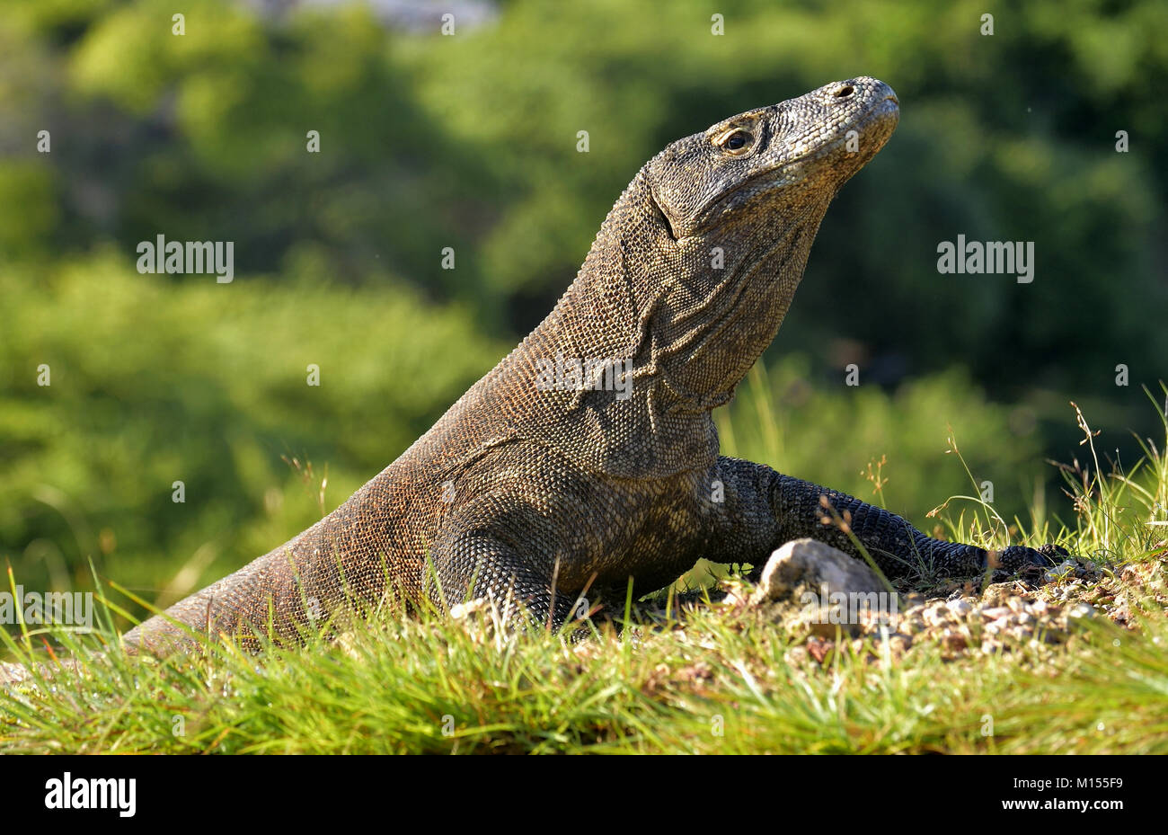 Portrait of the Komodo dragon ( Varanus komodoensis ) is the biggest ...