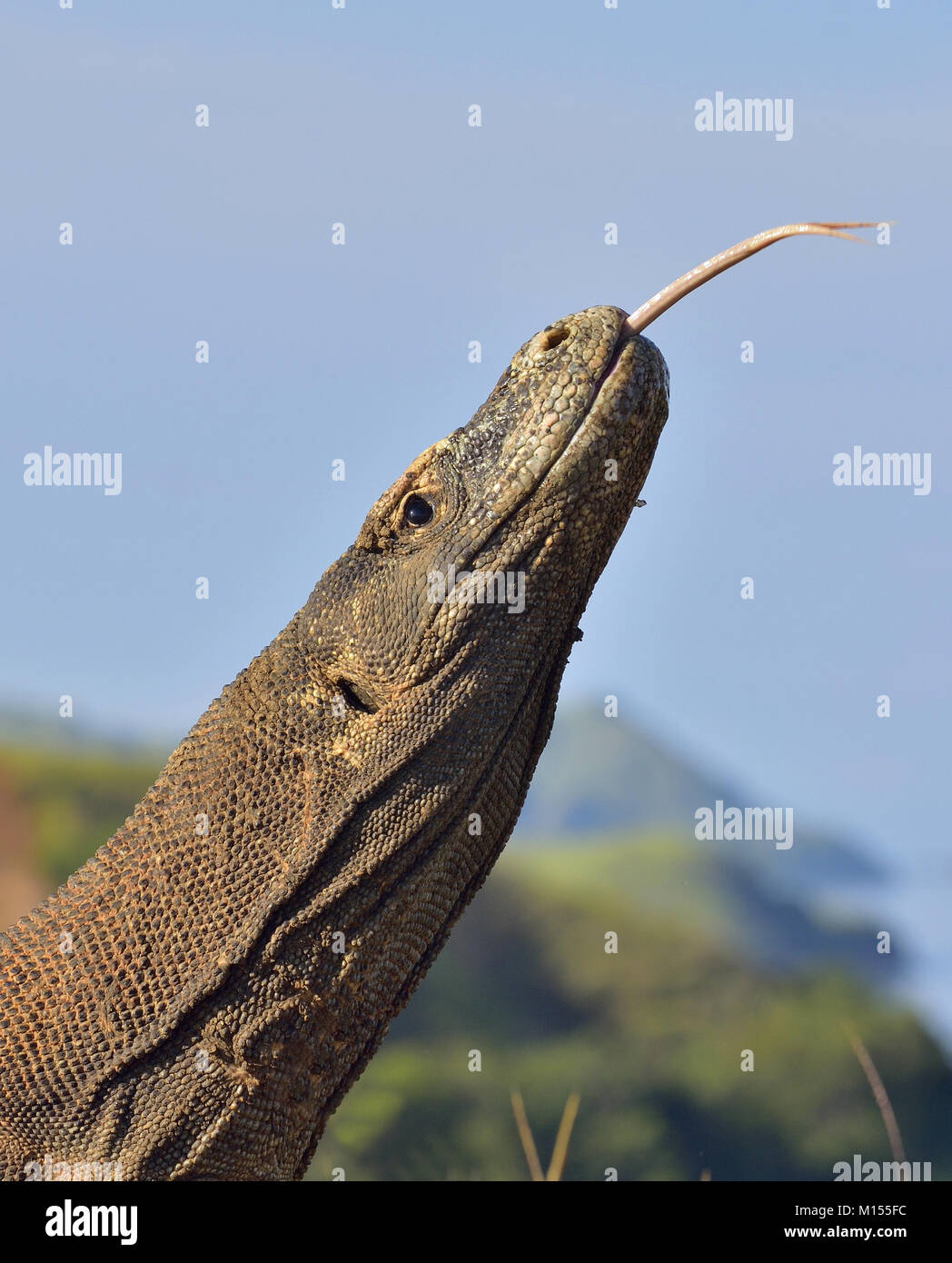 Komodo dragon ( Varanus komodoensis ) with the forked tongue sniff air ...
