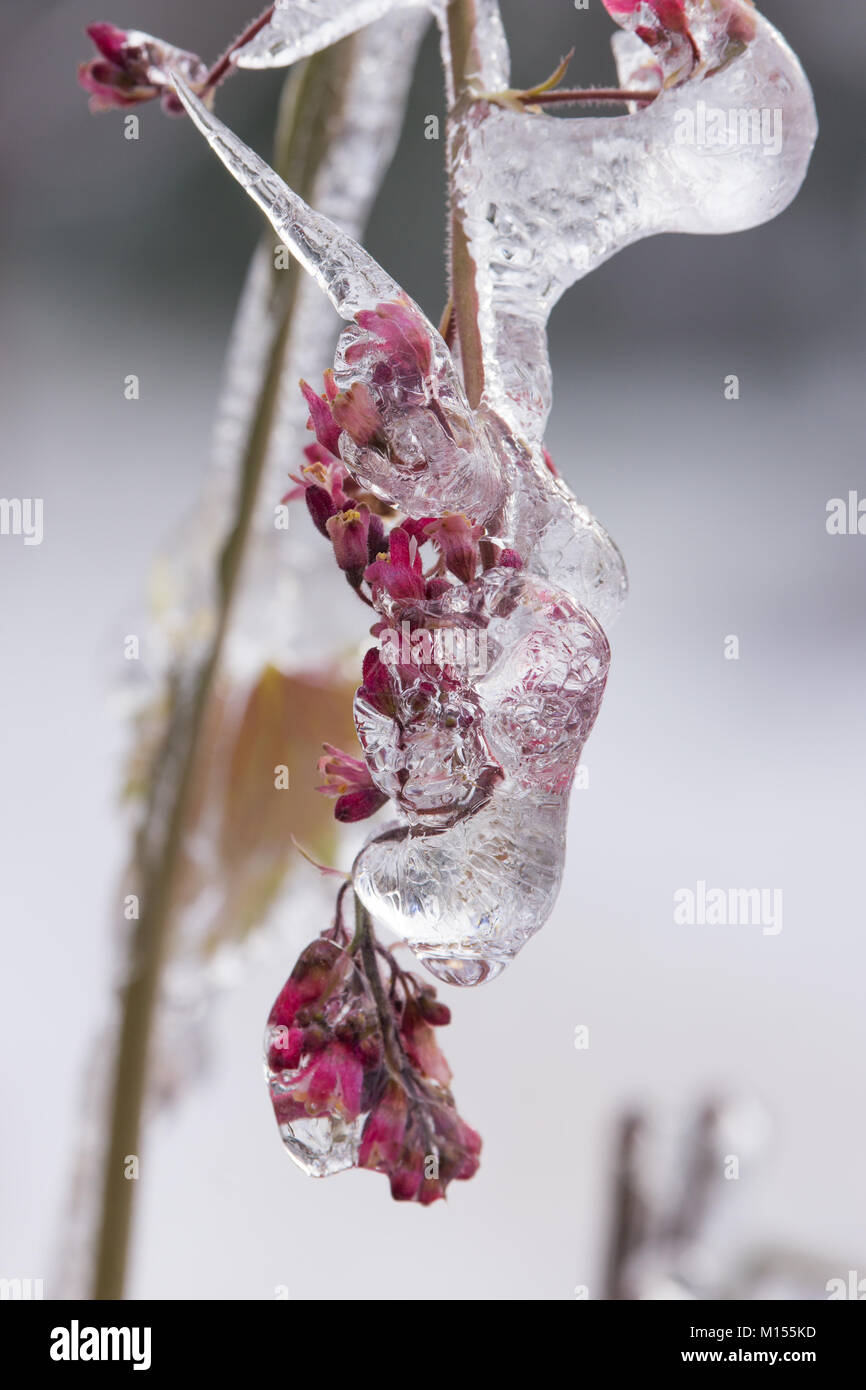 Frozen Tree,Leaves and Flowers on Ice Storm Stock Photo - Alamy