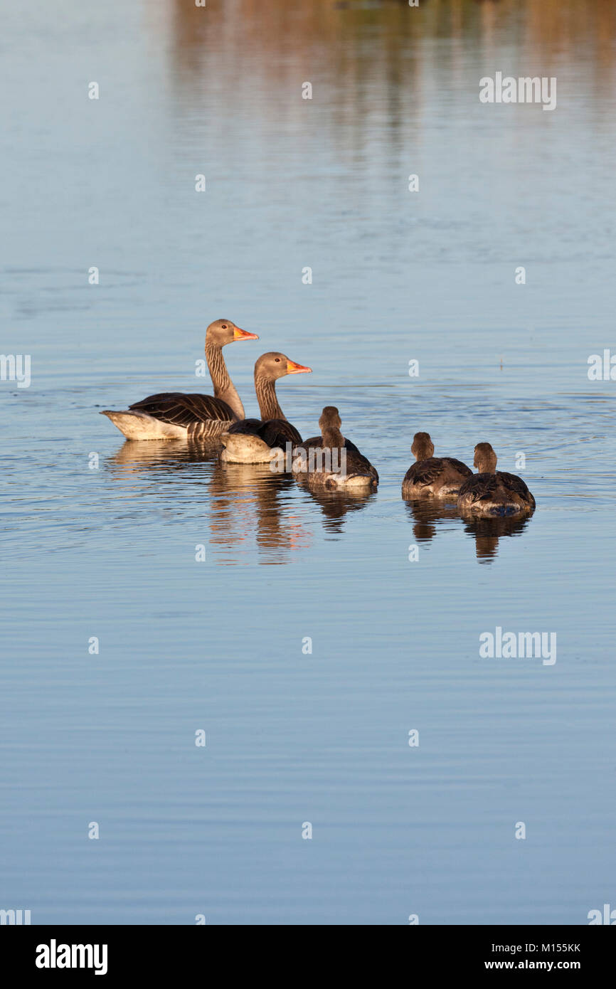 The Netherlands, Sluis, National Park called Zouweboezem. Greylag goose ...