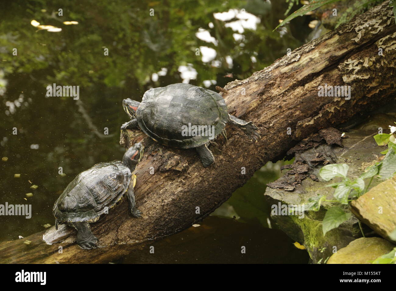Turtle trachemys scripta on tree hi-res stock photography and images ...