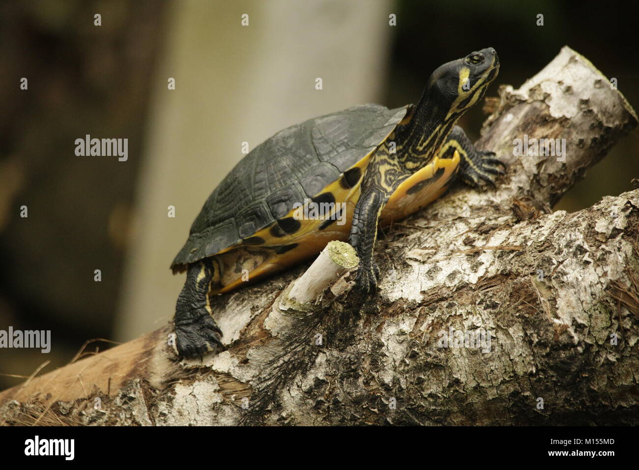 Turtle trachemys scripta on tree hi-res stock photography and images ...
