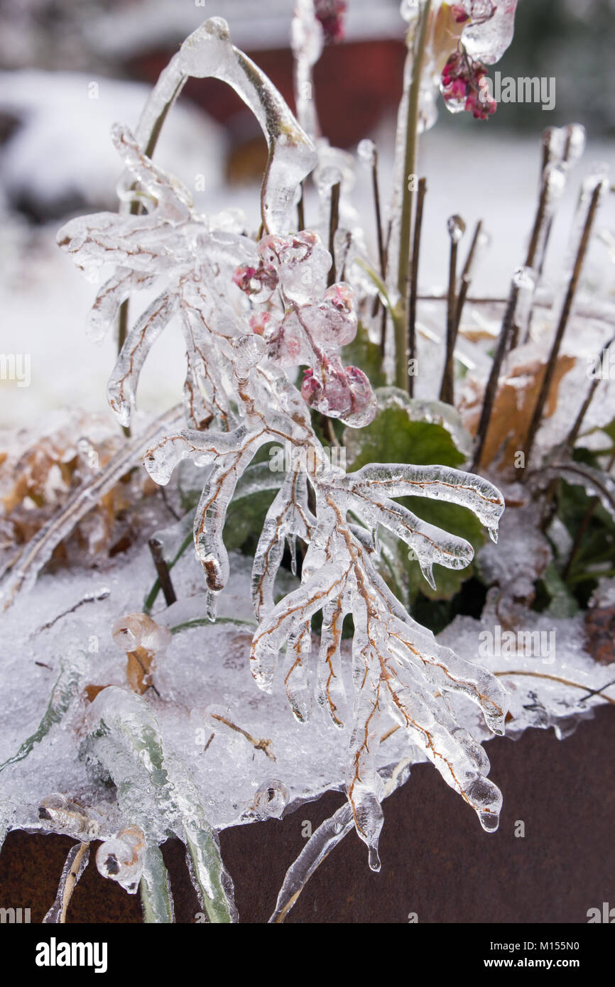 Frozen Tree,Leaves and Flowers on Ice Storm Stock Photo - Alamy