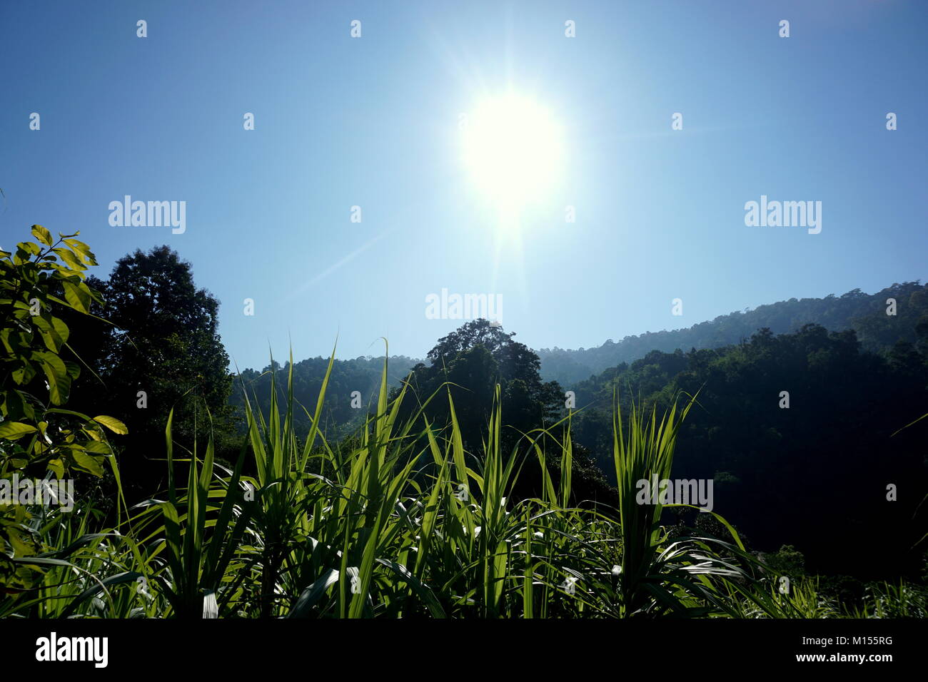 The luscious green jungle, its' plants and trees in the mountains ...