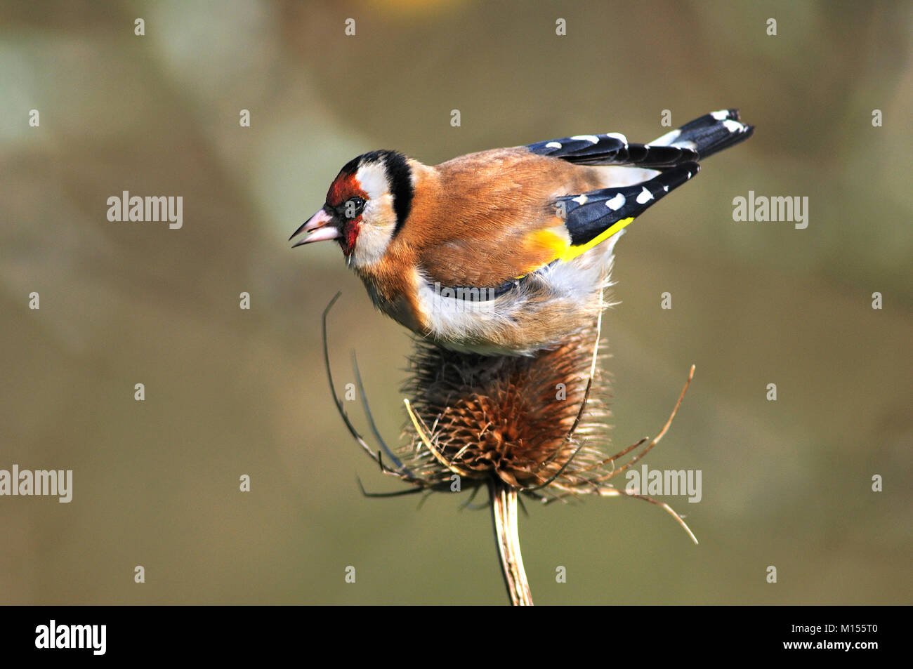 Charm of goldfinches hi-res stock photography and images - Alamy
