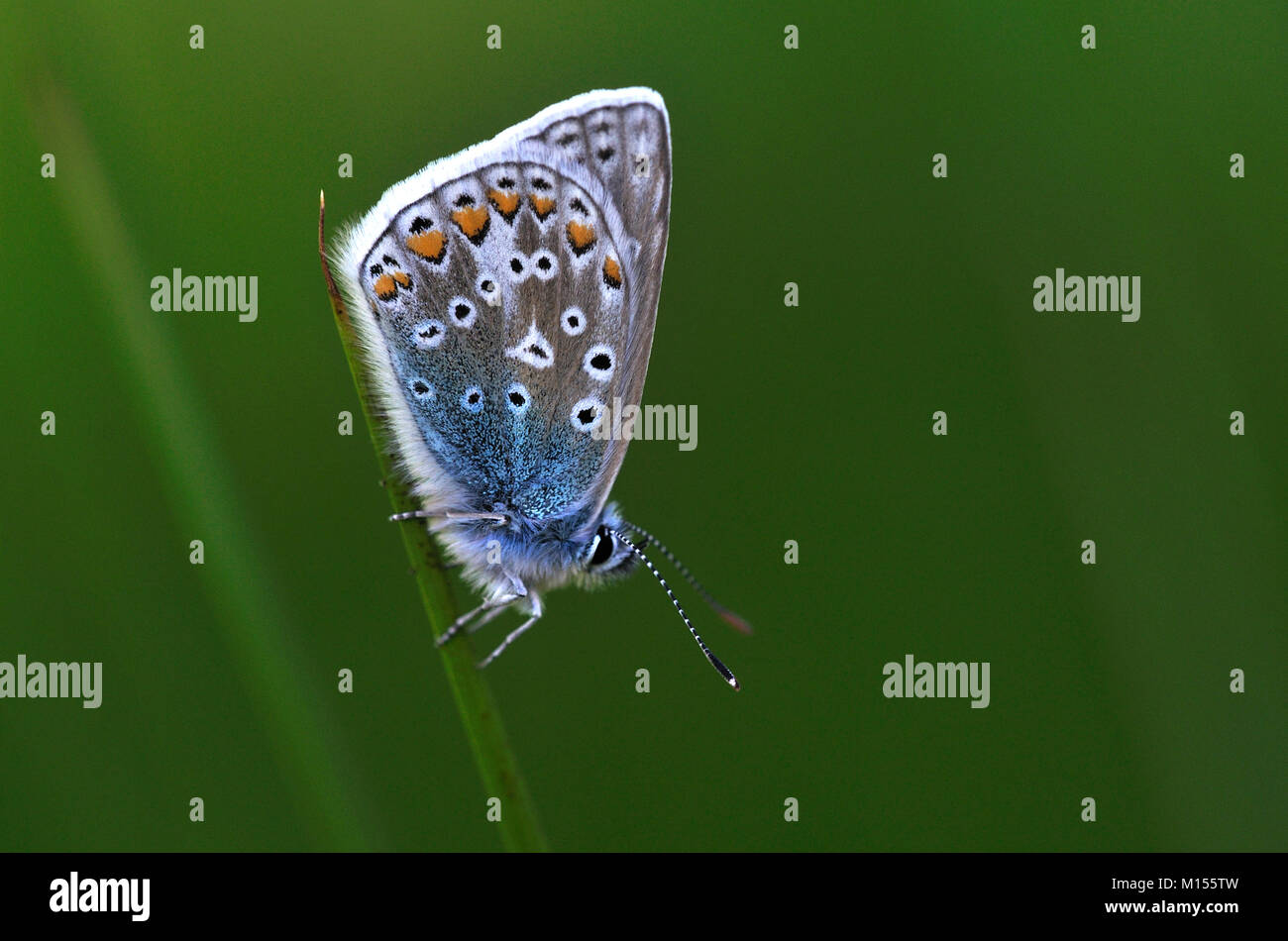 Male common blue butterfly at rest. Dorset, UK May Stock Photo - Alamy