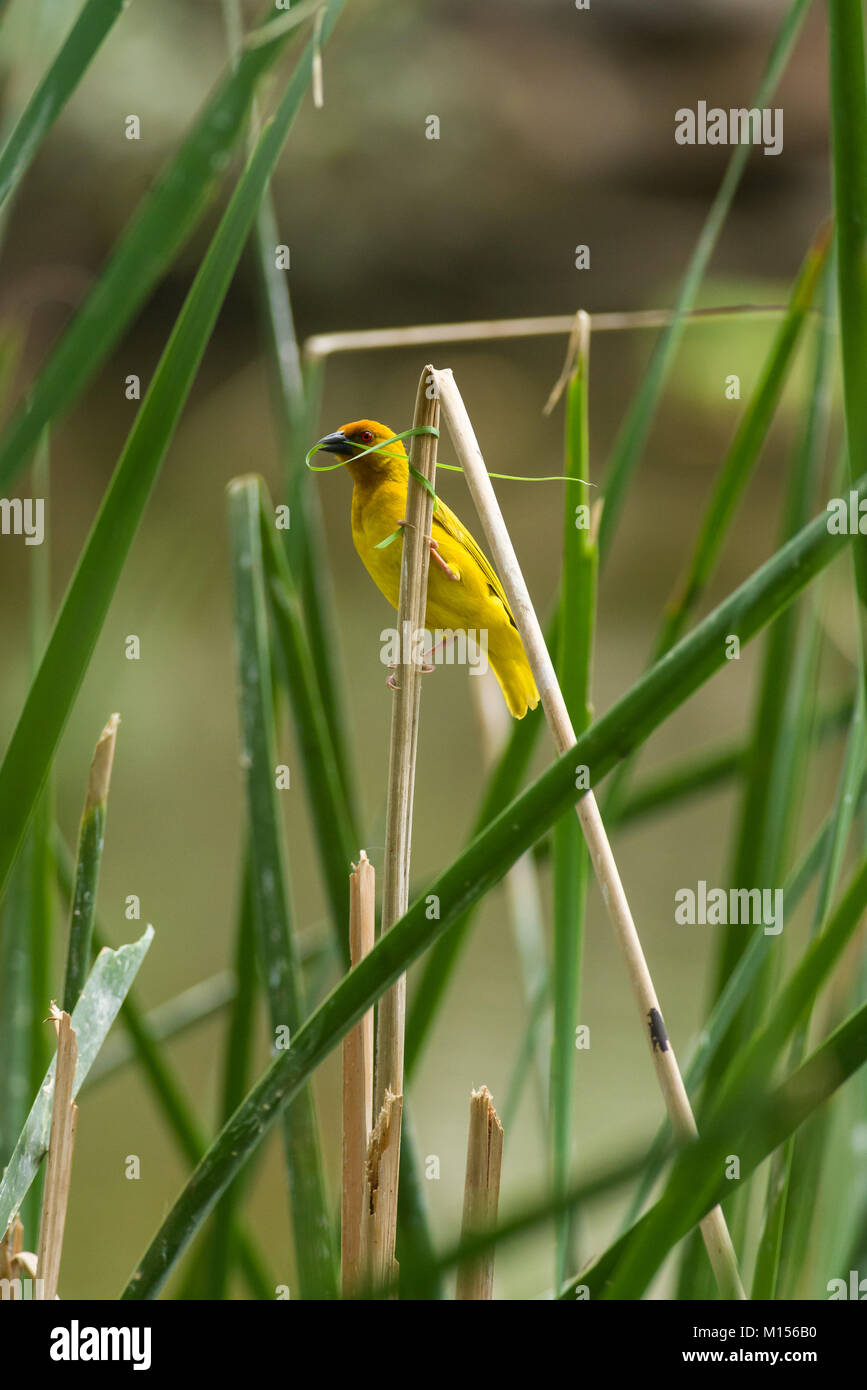 Eastern or African golden weaver (Ploceus subaureus) building nest ...