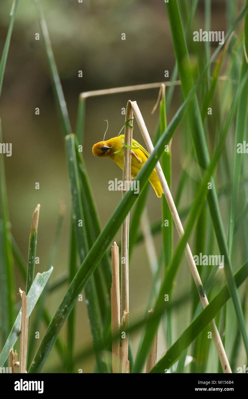 Eastern or African golden weaver (Ploceus subaureus) building nest ...