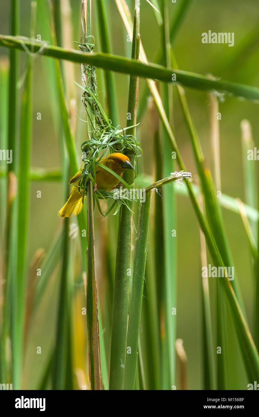 Eastern or African golden weaver (Ploceus subaureus) building nest ...