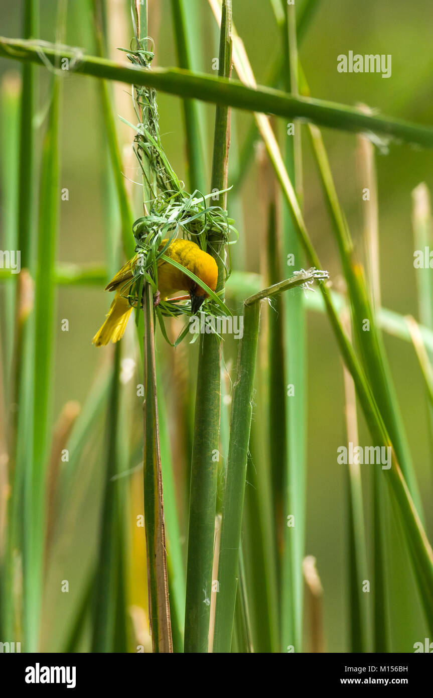 Eastern or African golden weaver (Ploceus subaureus) building nest ...