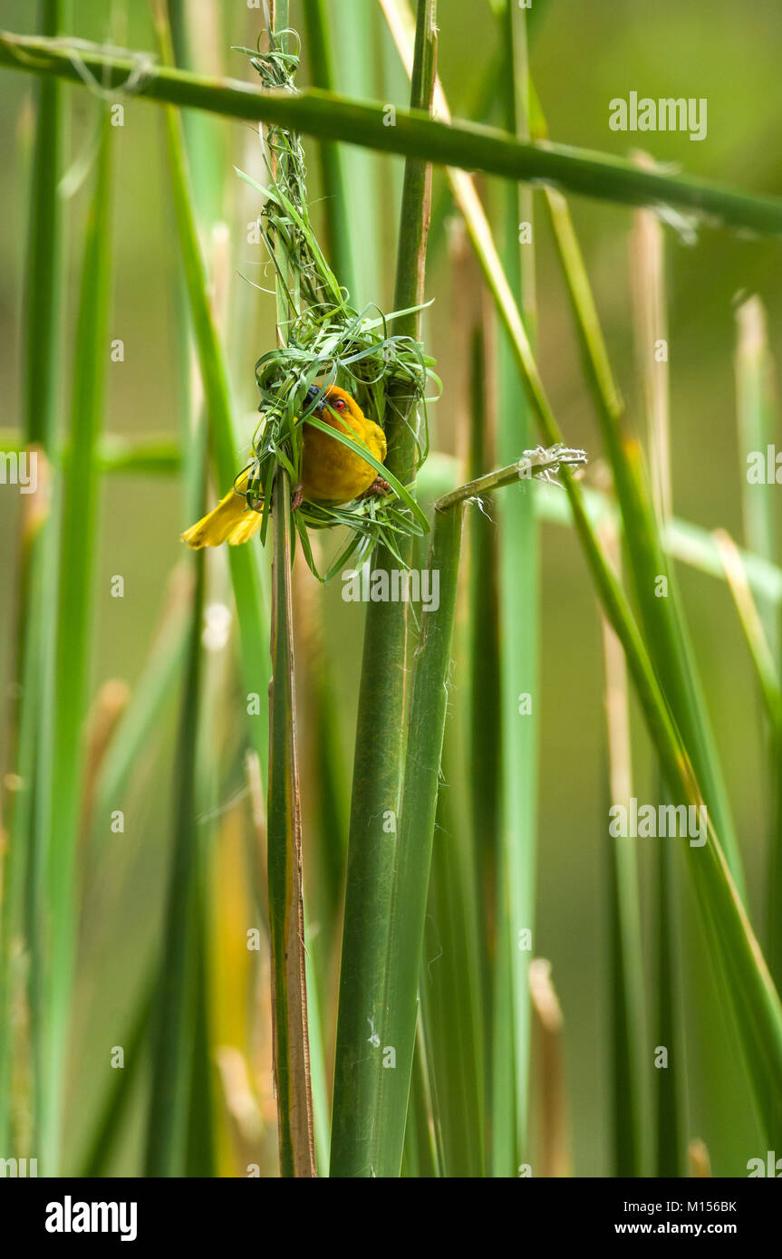Eastern or African golden weaver (Ploceus subaureus) building nest ...