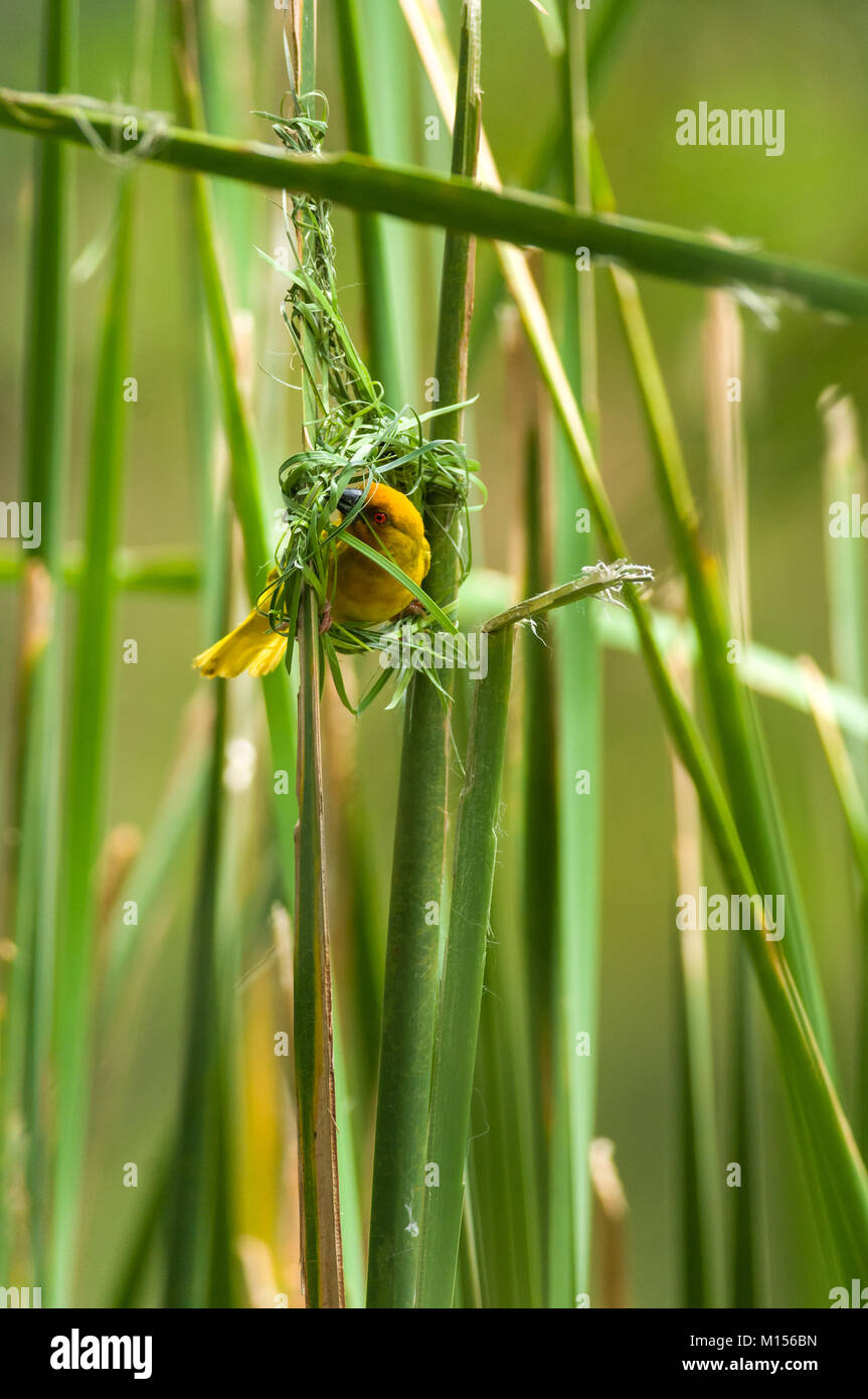 Eastern or African golden weaver (Ploceus subaureus) building nest ...