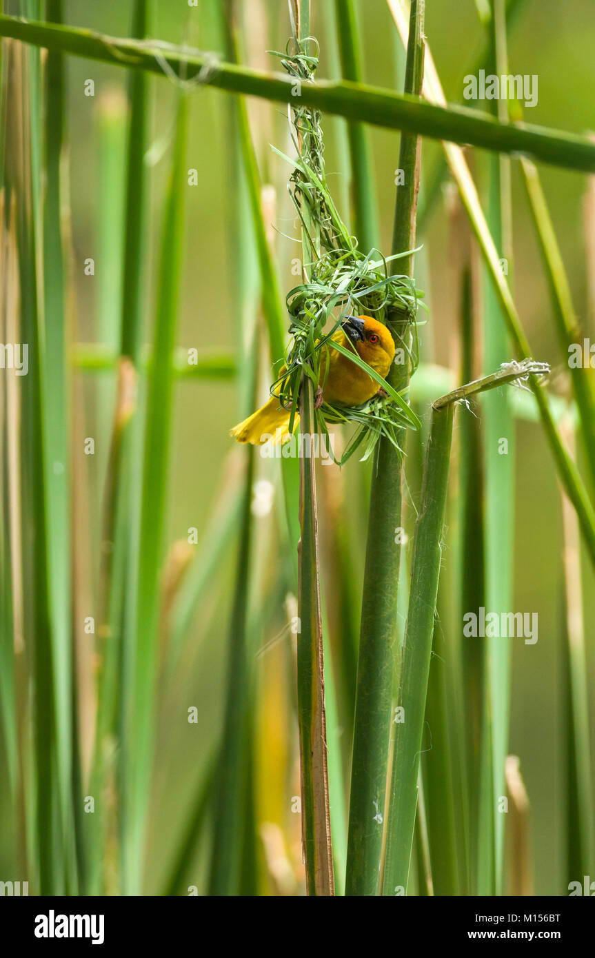 Eastern or African golden weaver (Ploceus subaureus) building nest ...