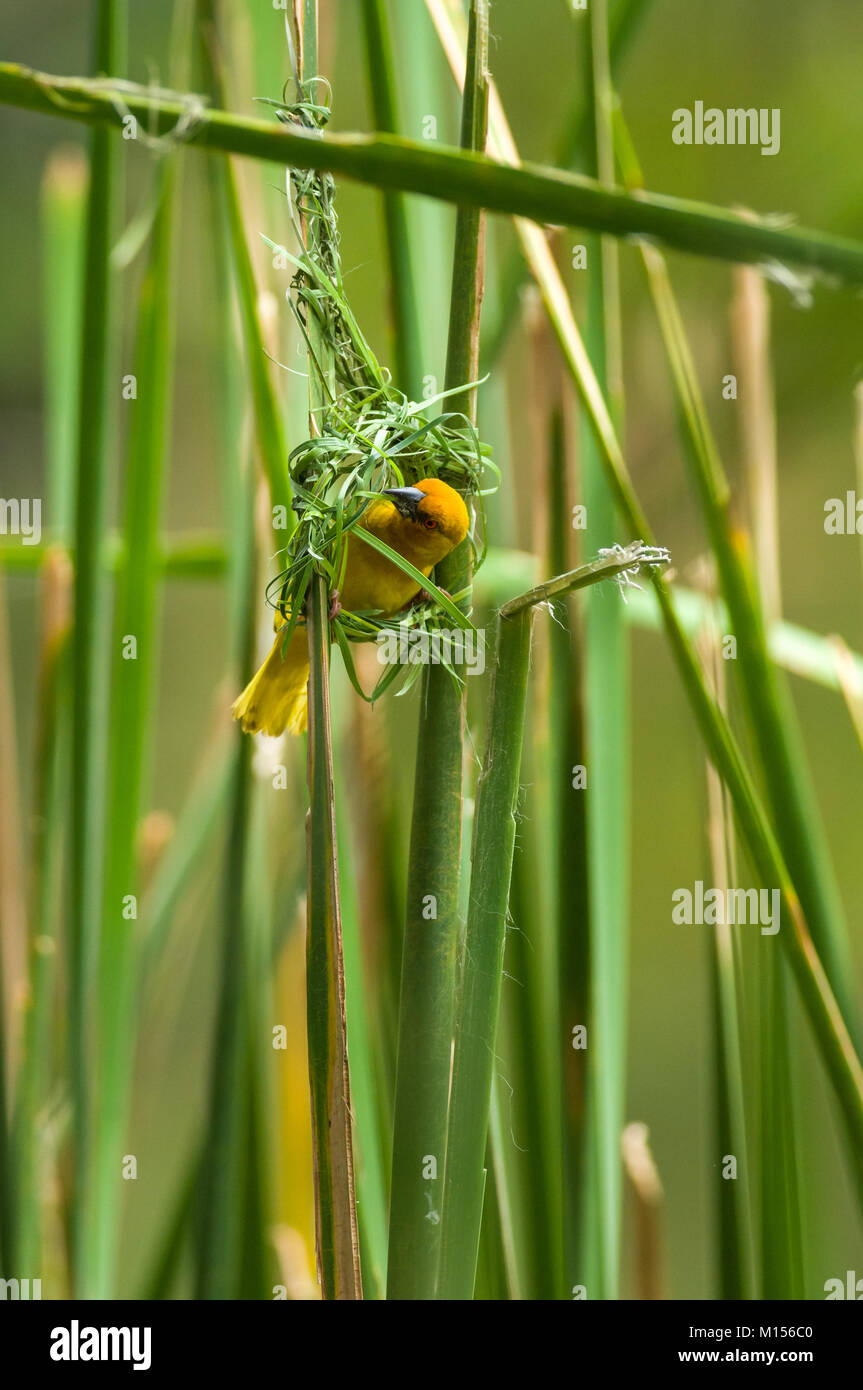 Eastern or African golden weaver (Ploceus subaureus) building nest ...