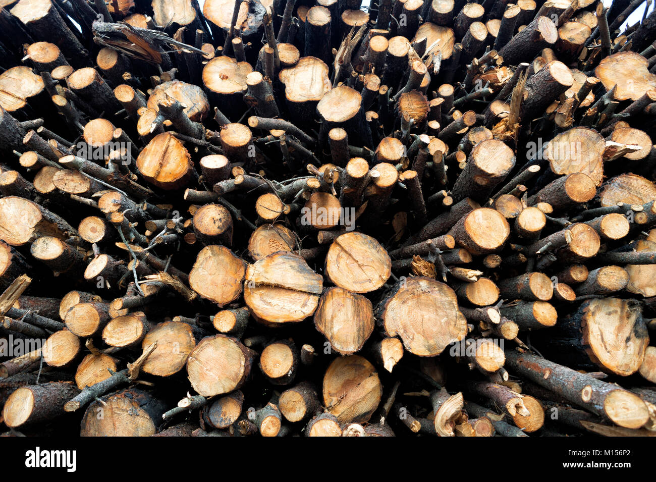 Pile cut branches stack logs hi-res stock photography and images - Alamy