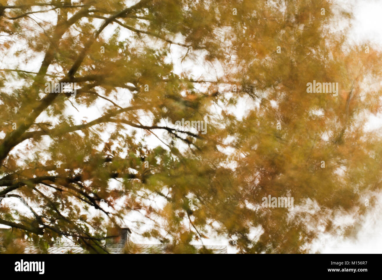 Windy Stormy Tree during Fall Season Stock Photo - Alamy