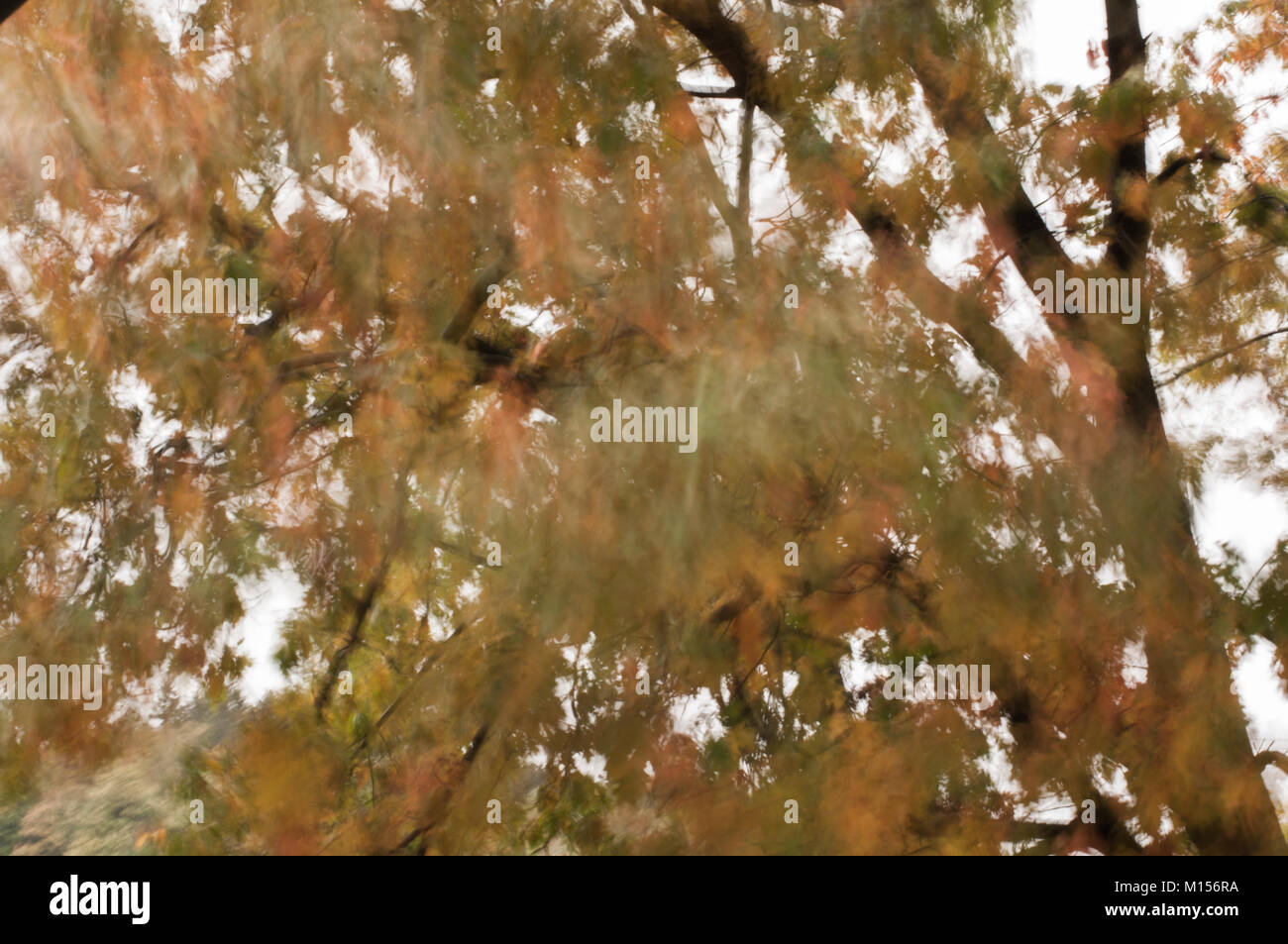 Windy Stormy Tree during Fall Season Stock Photo - Alamy