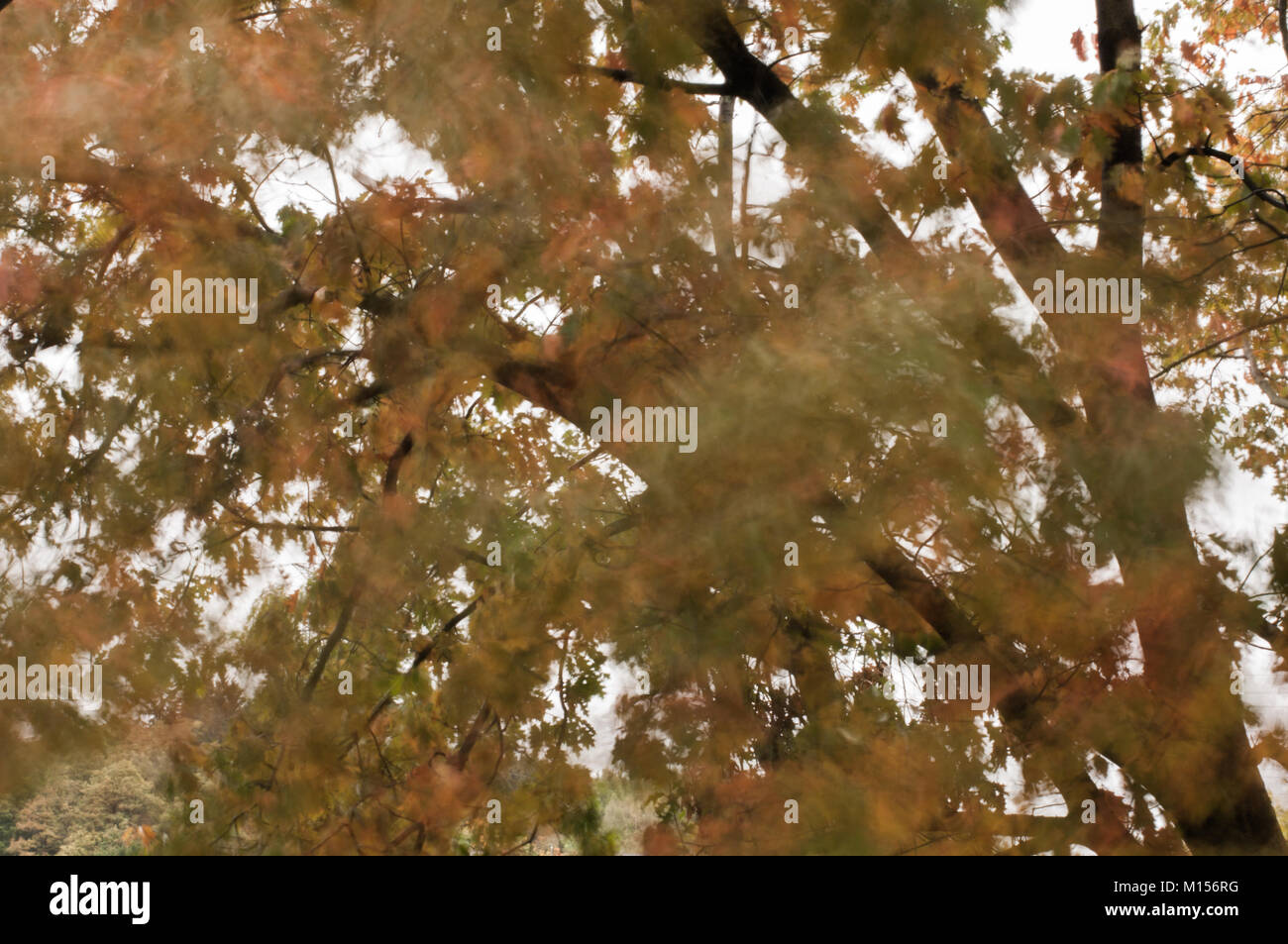 Windy Stormy Tree during Fall Season Stock Photo - Alamy