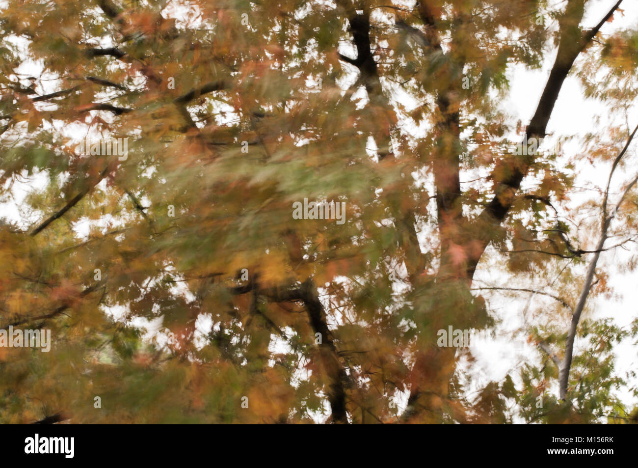 Windy Stormy Tree during Fall Season Stock Photo - Alamy