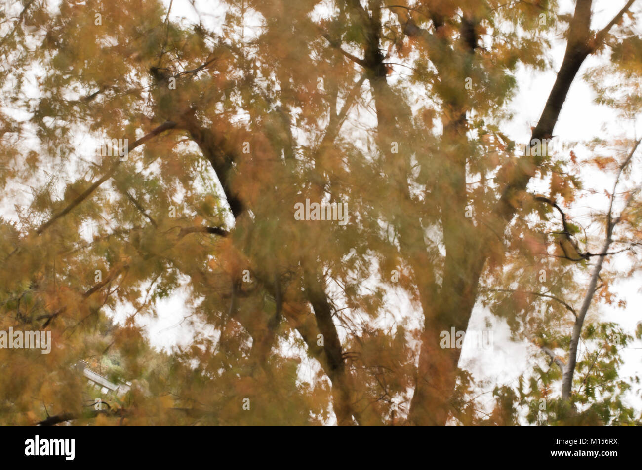 Windy Stormy Tree during Fall Season Stock Photo - Alamy