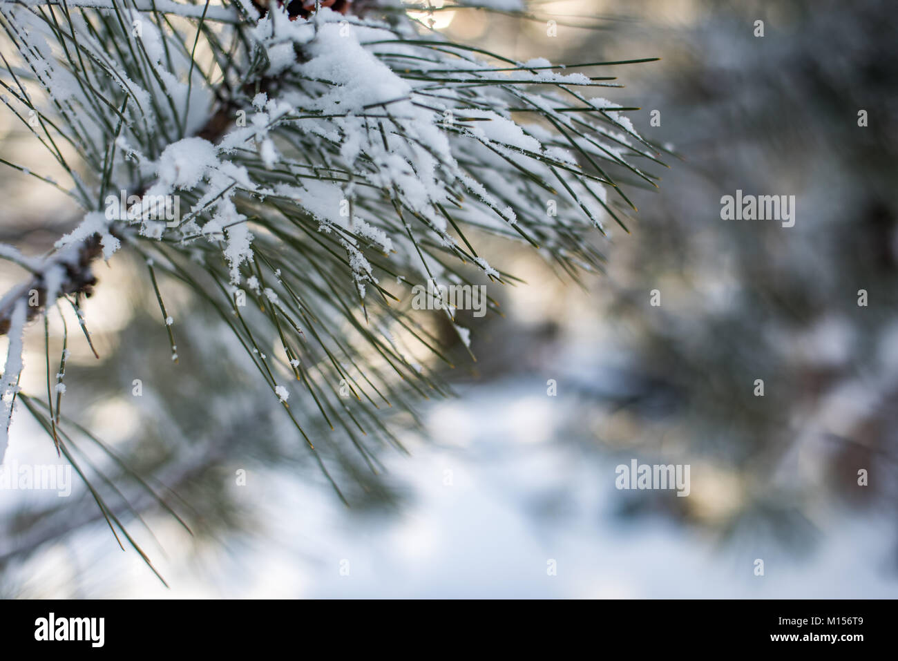 Fresh fallen snow on pine tree hi-res stock photography and images - Alamy