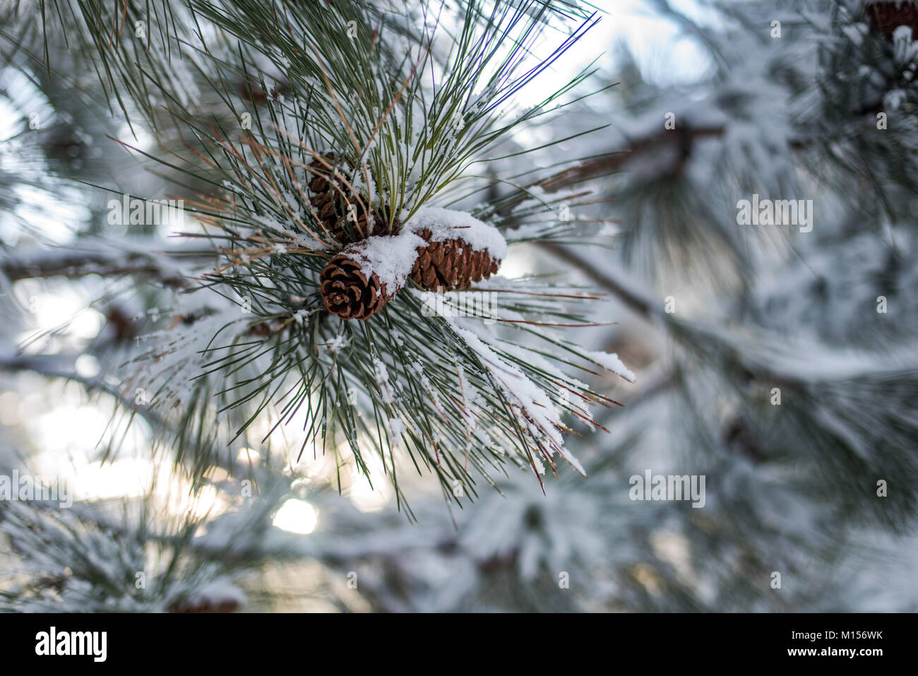 Fresh fallen snow on closeup details of pine tree with soft focus ...