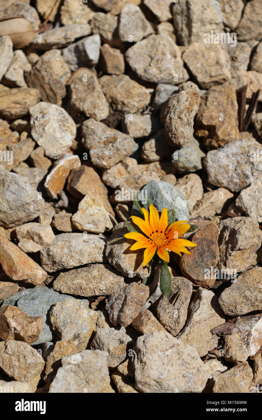 A solitary little orange daisy sprouts in a rocky gravel bed, seeming ...