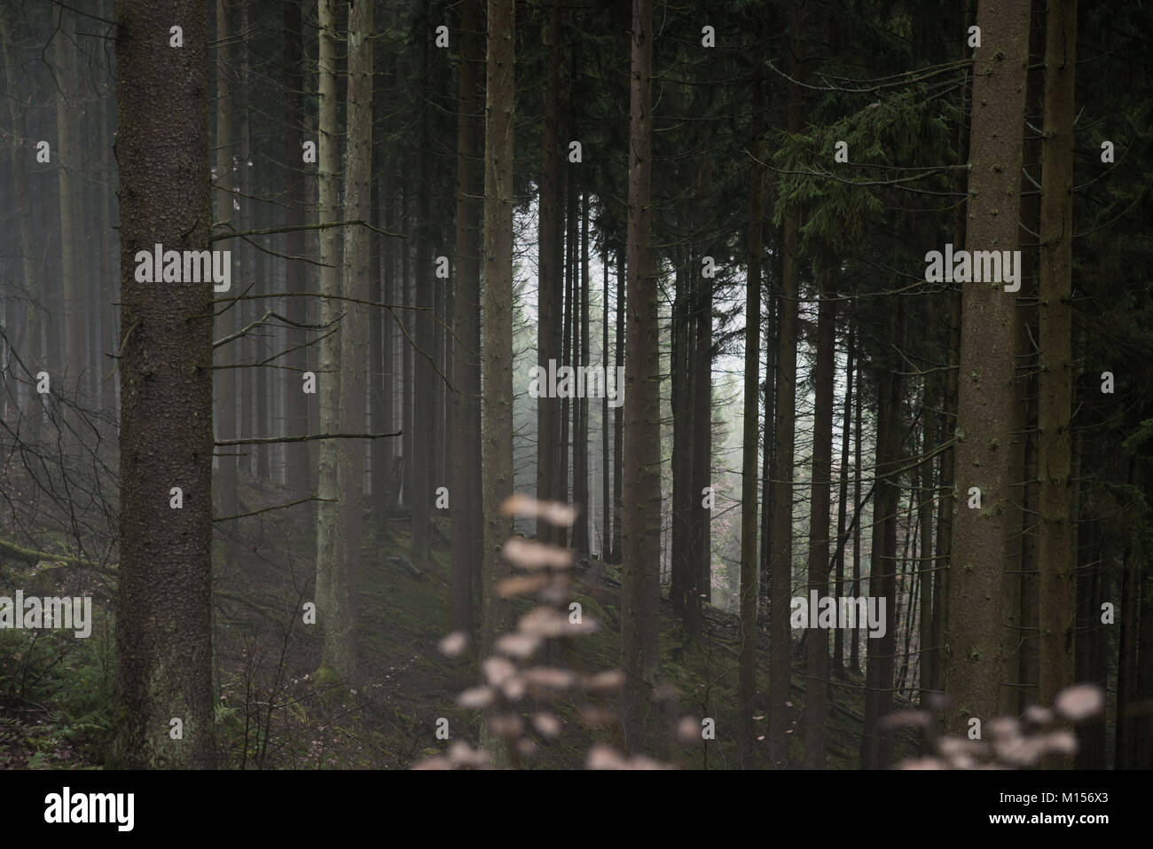 German Forest like Schwarzwald Black Forest Stock Photo - Alamy