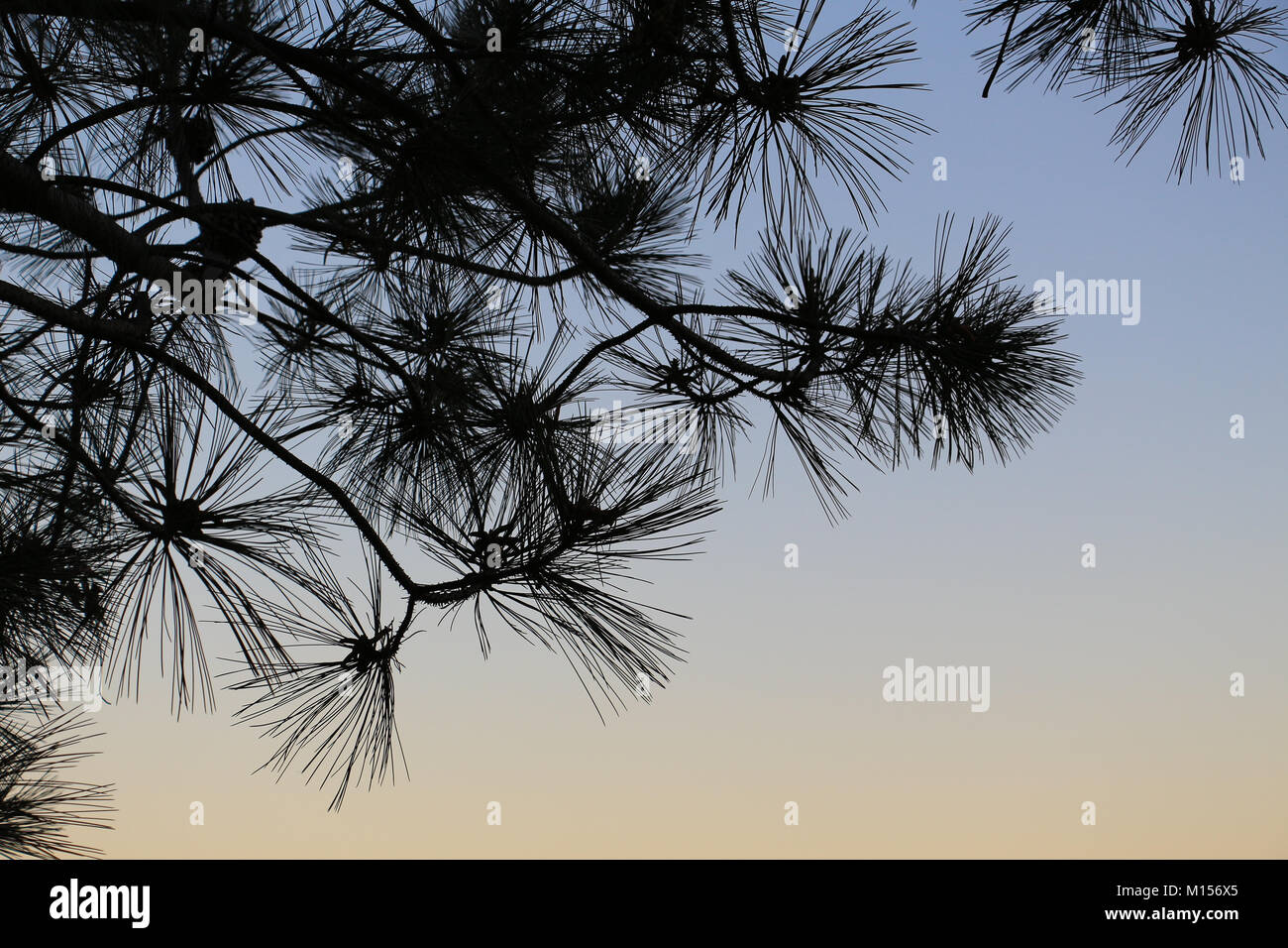 Silhouetted overhead branch and needles of the Torrey pine tree (Pinus ...