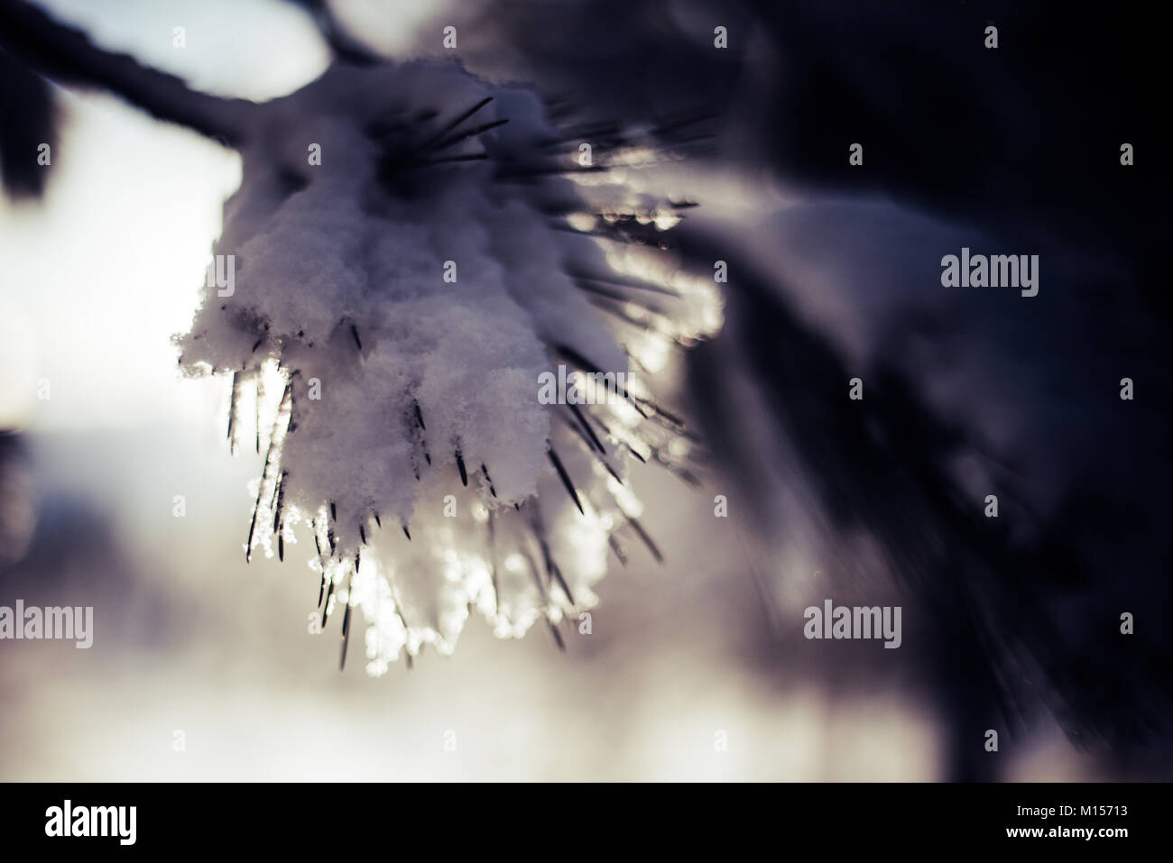 Heavy winter snow on pine branches closeup with filtered morning sun on ...