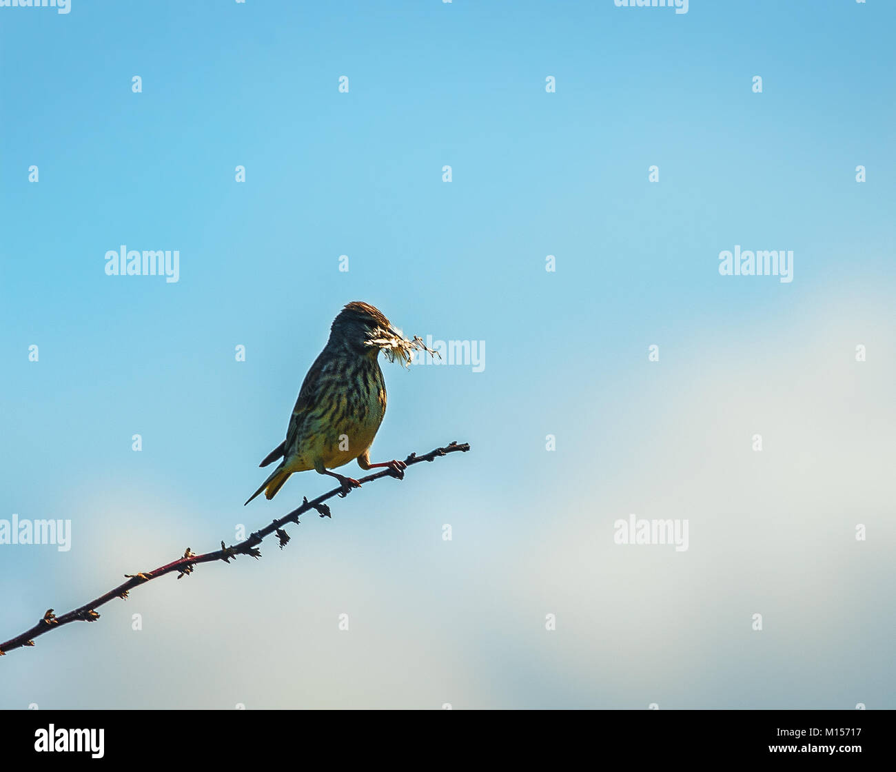 Yellow hammer bird hi-res stock photography and images - Alamy
